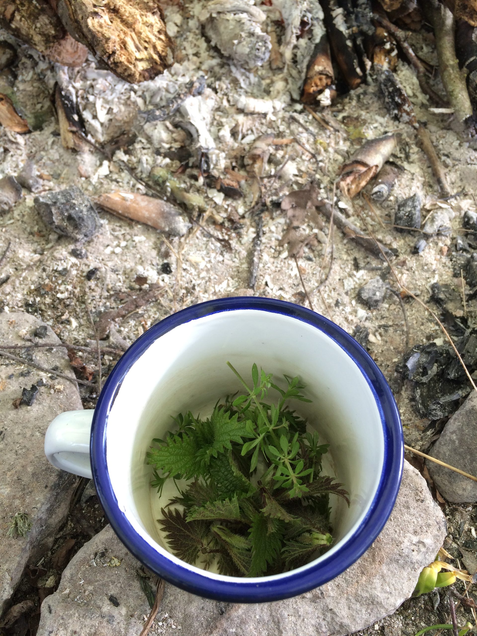 Forage and Feast in the Woods - Tortworth Arboretum