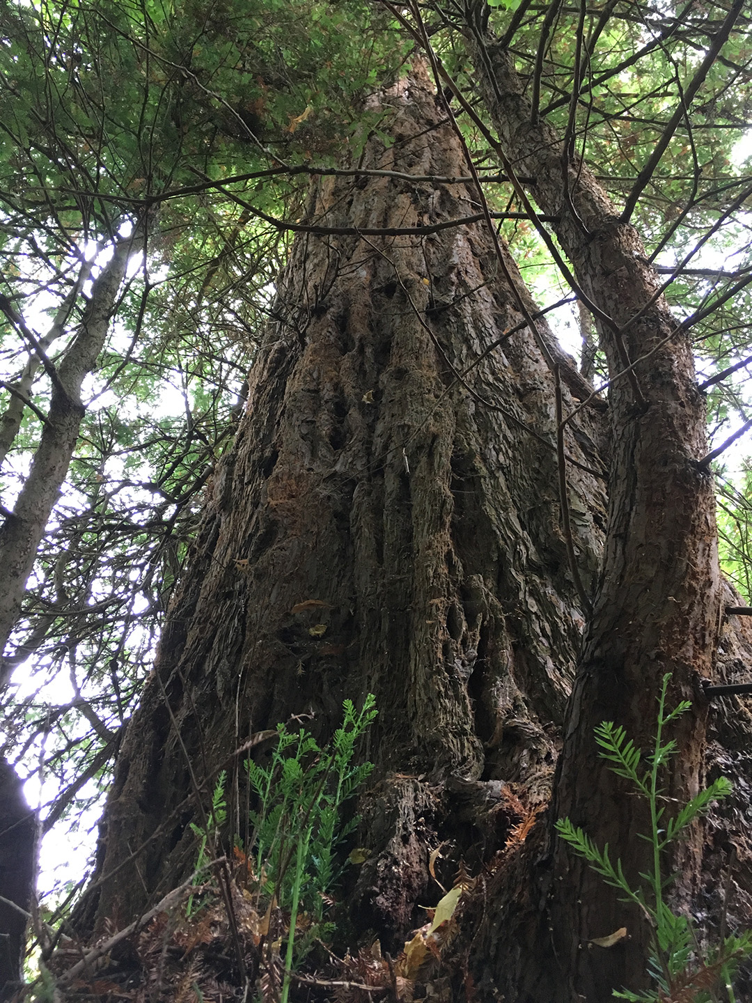 Coast redwood - Tortworth Arboretum