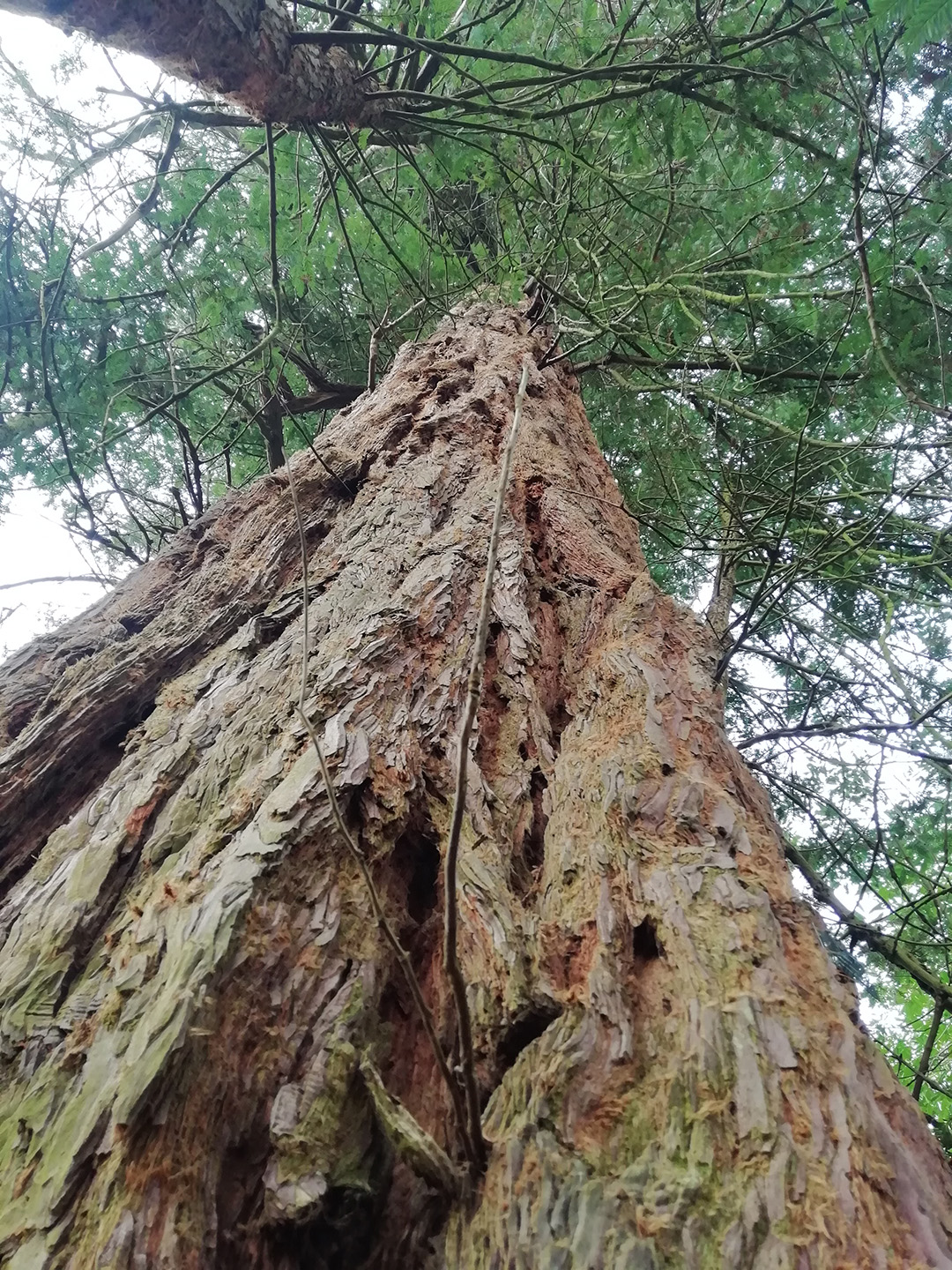 Coast redwood - Tortworth Arboretum