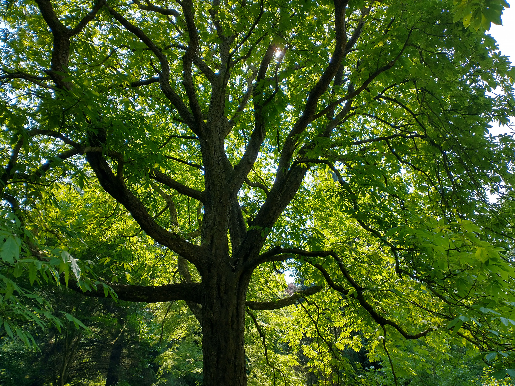 Indian Horse-chestnut - Tortworth Arboretum