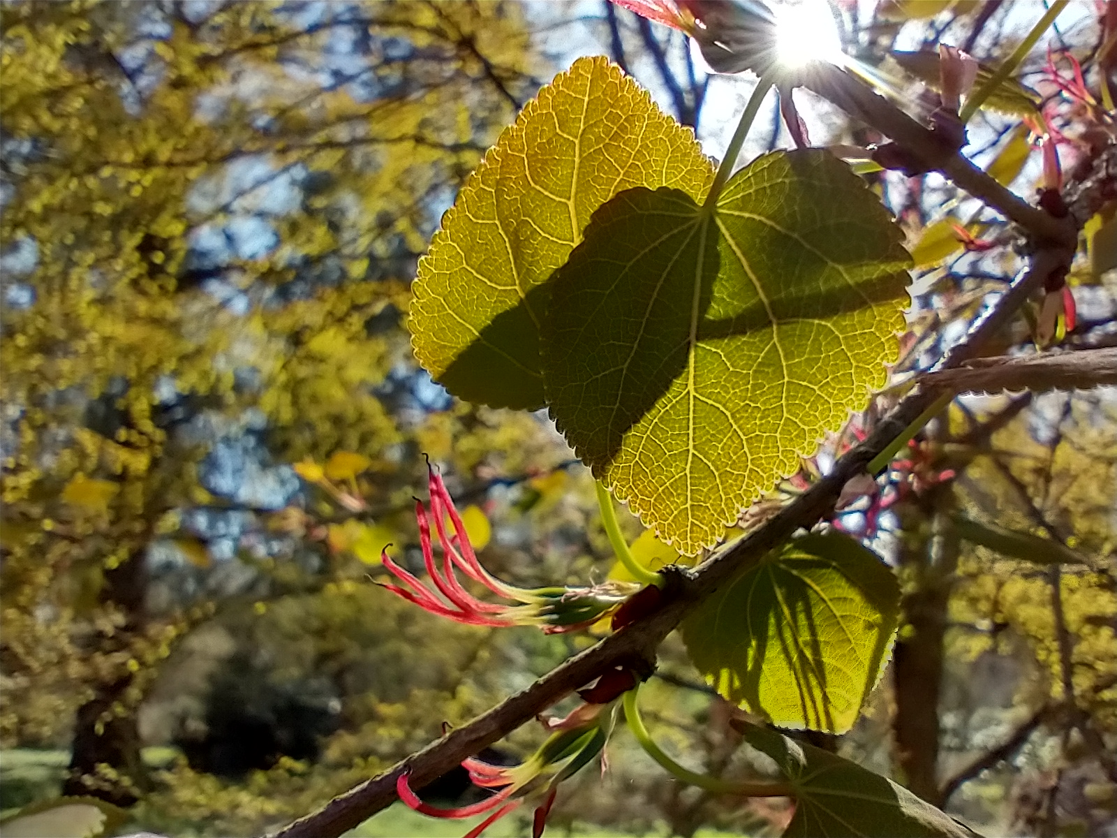 Katsura tree - Tortworth Arboretum
