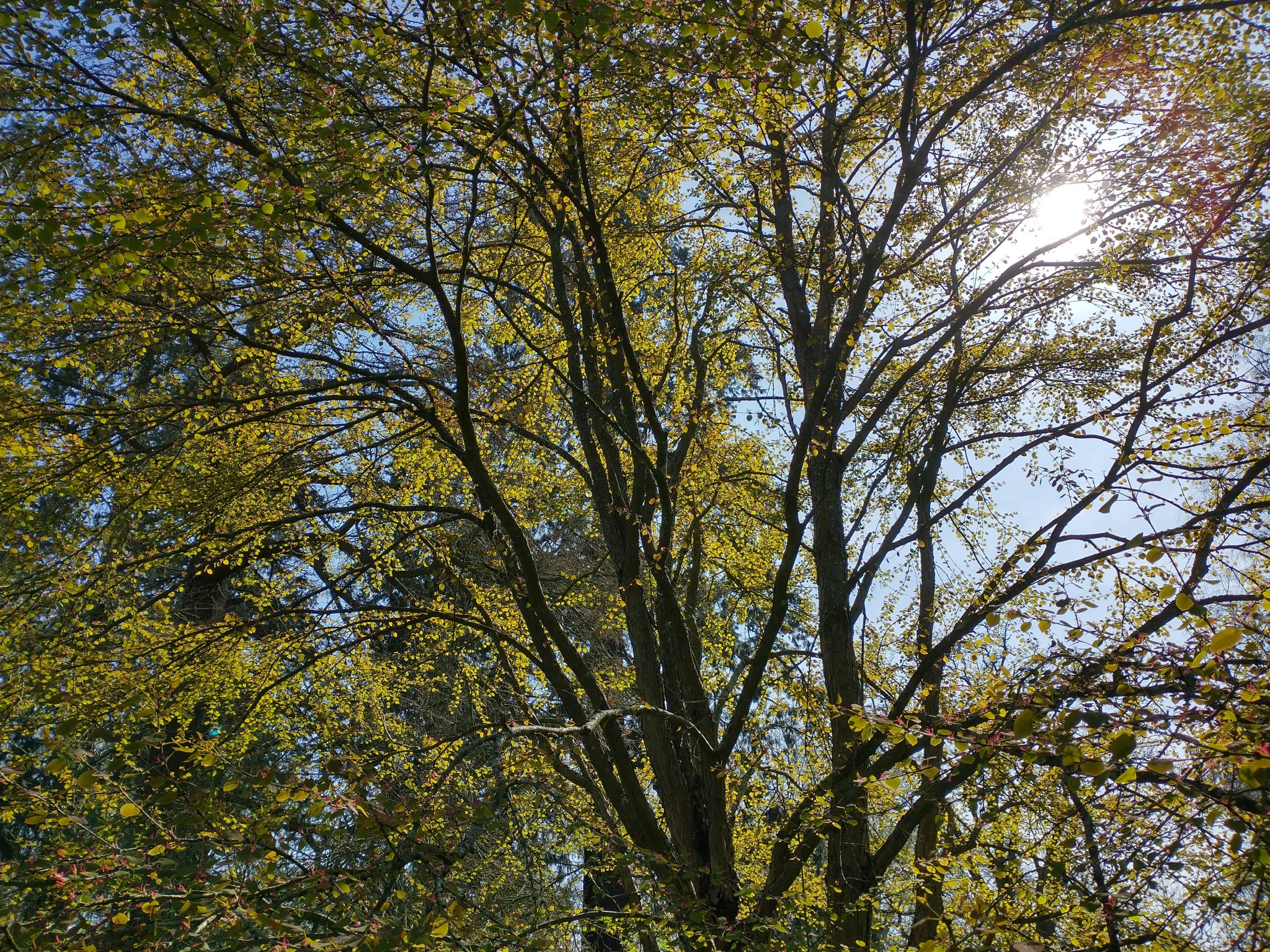Katsura tree - Tortworth Arboretum