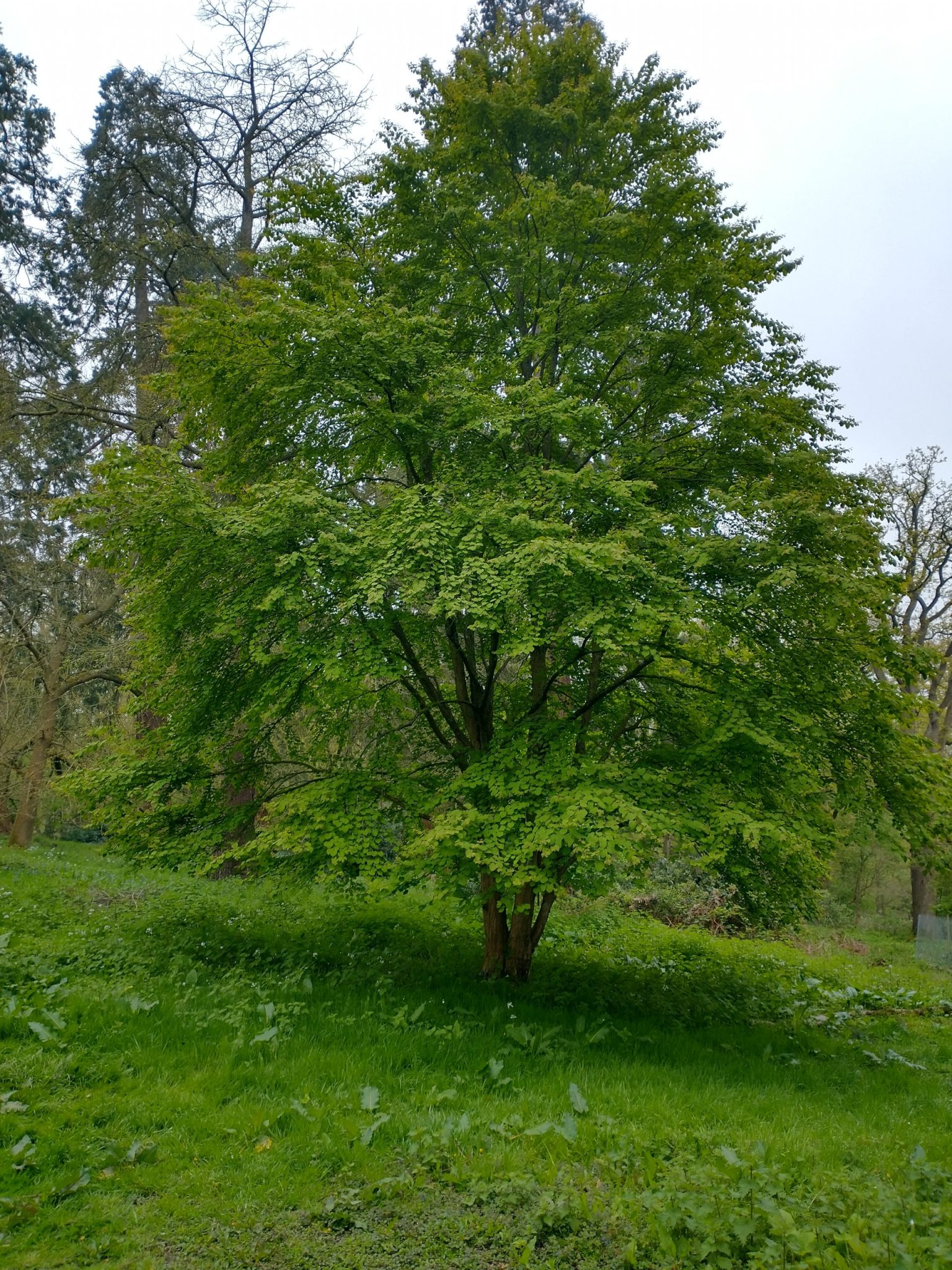 Katsura tree - Tortworth Arboretum