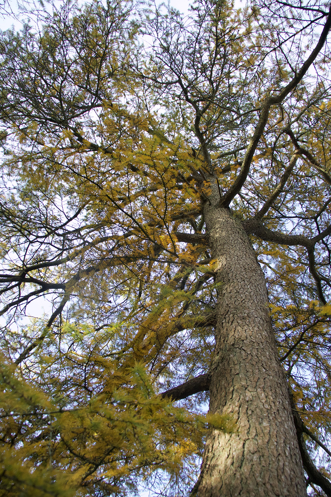 Golden Larch - Tortworth Arboretum